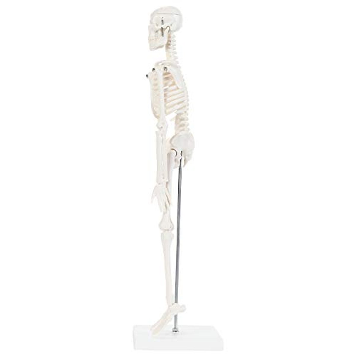 Anatomy Lab Human Skeleton Model, 19" Desktop Skeleton Has Movable Arms and Legs, Details Basic Human Skeletal System with Display Stand