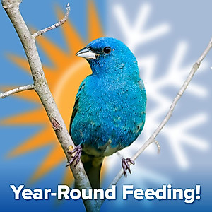 Blue Seal White Safflower Wild Bird Seed | High in Fats and Protein | Attracts Variety of Birds | 4 Pound Bag