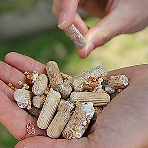 North Spore Lion's Mane Mushroom Plugs for Logs (100 Count) | Premium Quality Mushroom Plug Spawn | Handmade in Maine, USA | Grow Gourmet Mushrooms Outdoors on Logs