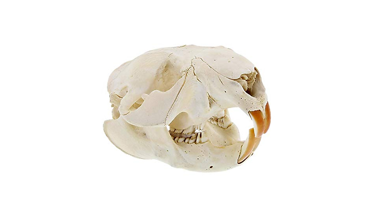 Authentic Beaver Skull – Unique Taxidermy Decor