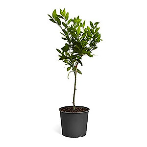Brighter Blooms - Calamondin Orange Tree, 3-4 Ft. - Indoor/Outdoor Patio Citrus Trees, Ready to Give Fruit - Cannot Ship to FL, CA, TX, LA, OR, AL, and AZ