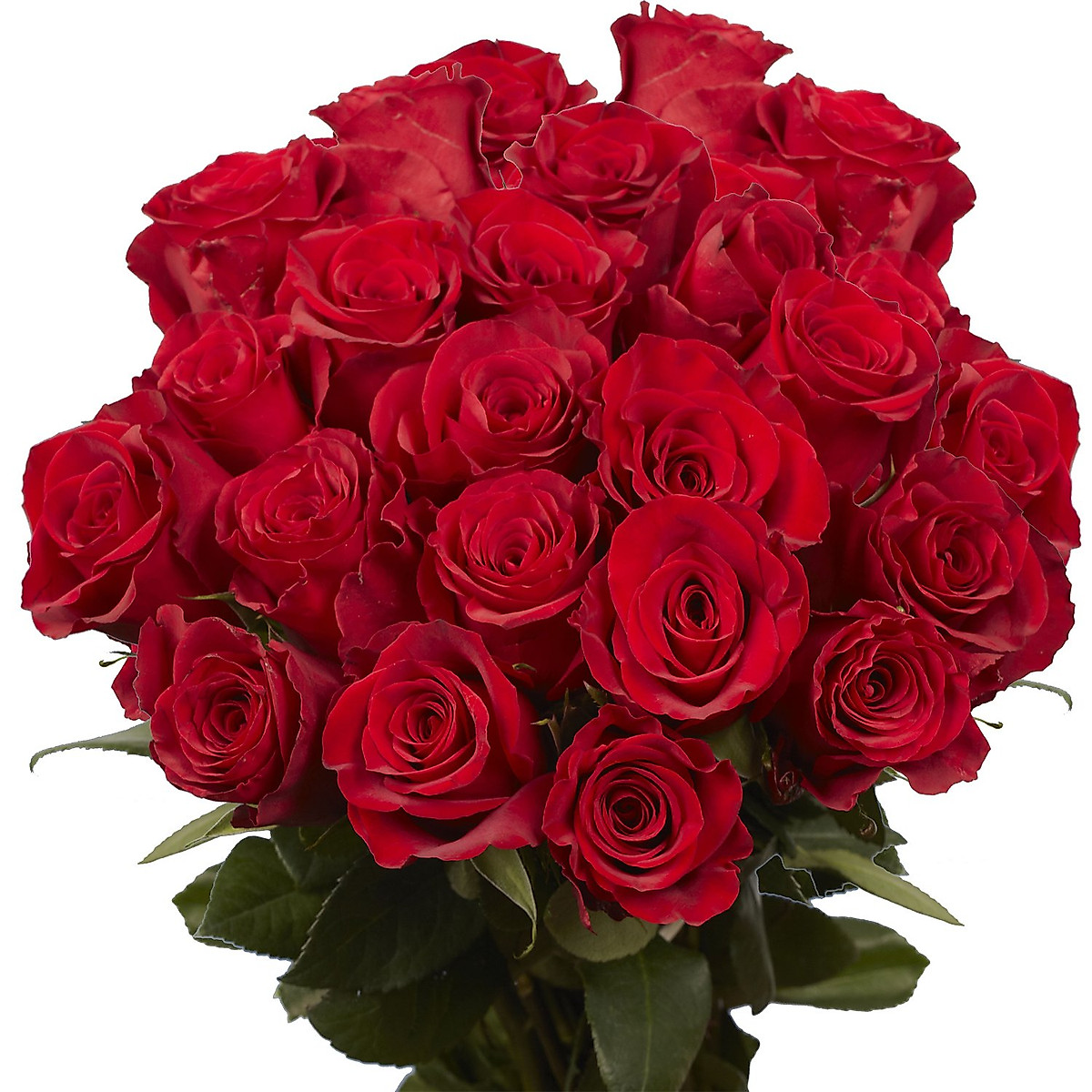 50 Red Roses- Fresh Cut Flowers- Beautiful Long Stems