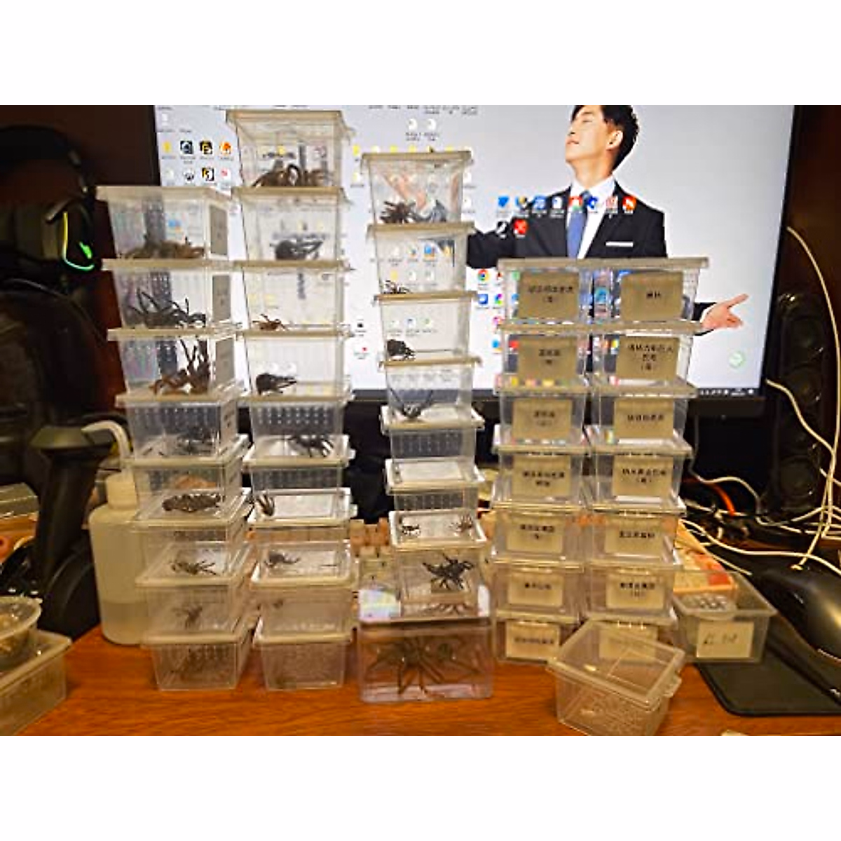 8pcs Small Reptile breeding Box Spider Terrarium freeding Box for arboreal Tarantula Scorpion Sling Lizards Mantis Jumping Spider Snail Insect Isopods (4high+4small)