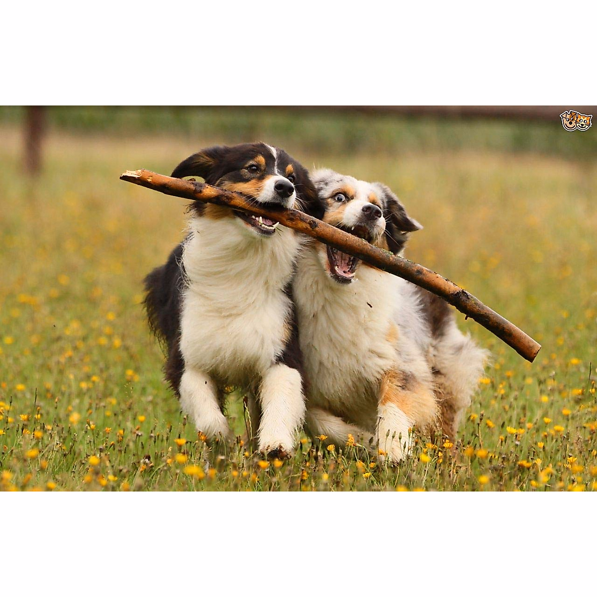 MY LUCKY PETS LLC Dog Urinary Diet - Dogs Total Health Complex - Hair Coat Skin Teeth Gums Eye Urinary Support - Immune Booster - Dog Vitamin a - 180 Tablets (3 Bottles)