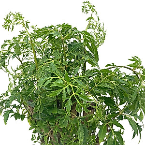 BubbleBlooms Aralia Ming Stump Plant, Polyscias fruticosa in a 4 inch Pot Live Evergreen Shrub Tree-Like Bonsai