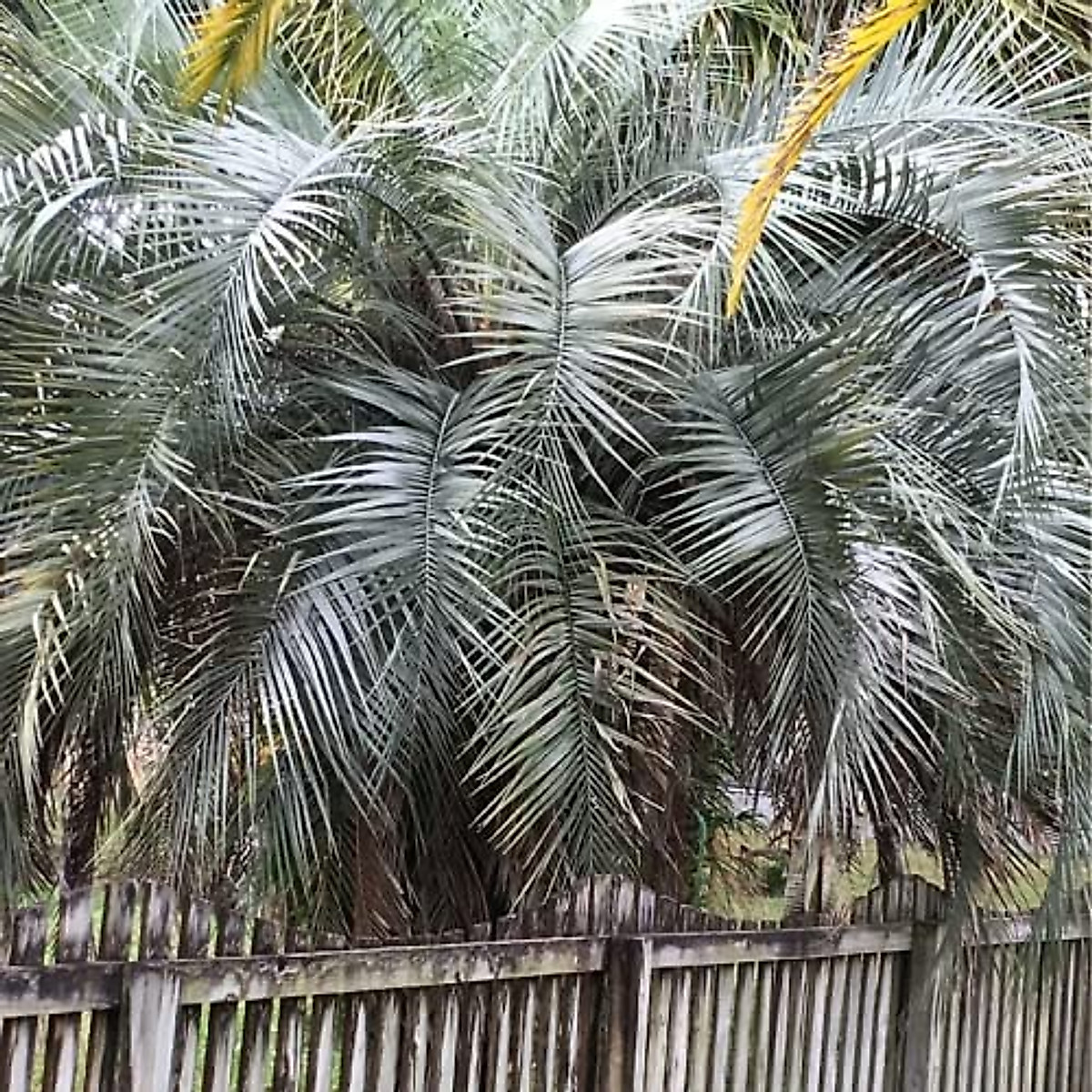 CHUXAY GARDEN 7 Seeds Brahea Armata,Mexican Blue Palm,Blue Hesper Palm Large Evergreen Tree Attractive Appearance Great Ornamental Plant