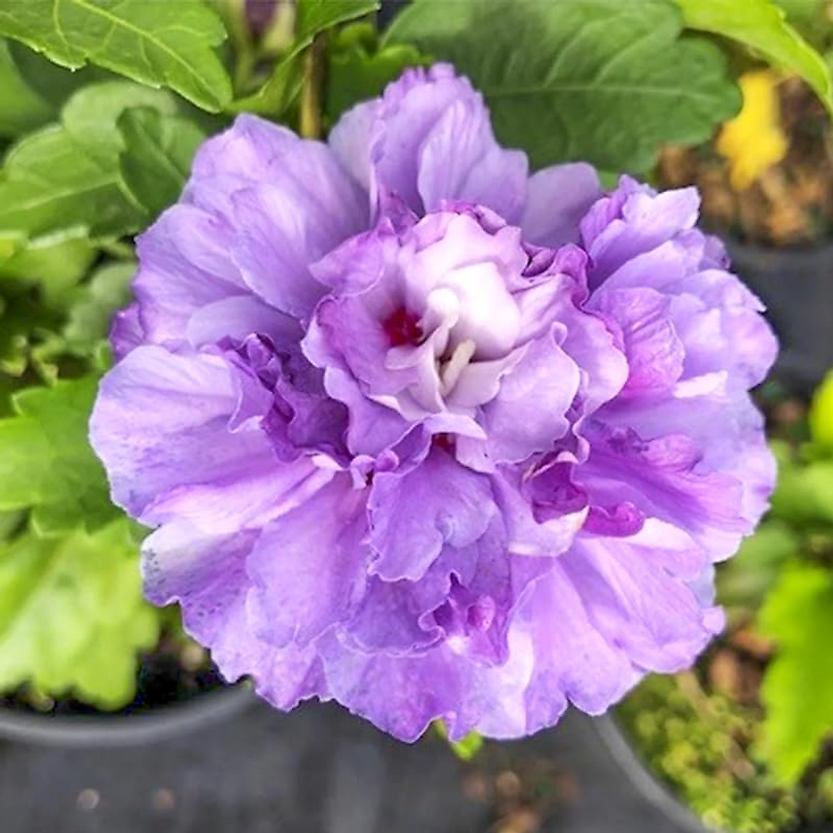 1 Purple Rose of Sharon Plants Live in Quart Container, Althea Hibiscus Plants Live, Hibiscus Flowers Plants Hibiscus Syriacus