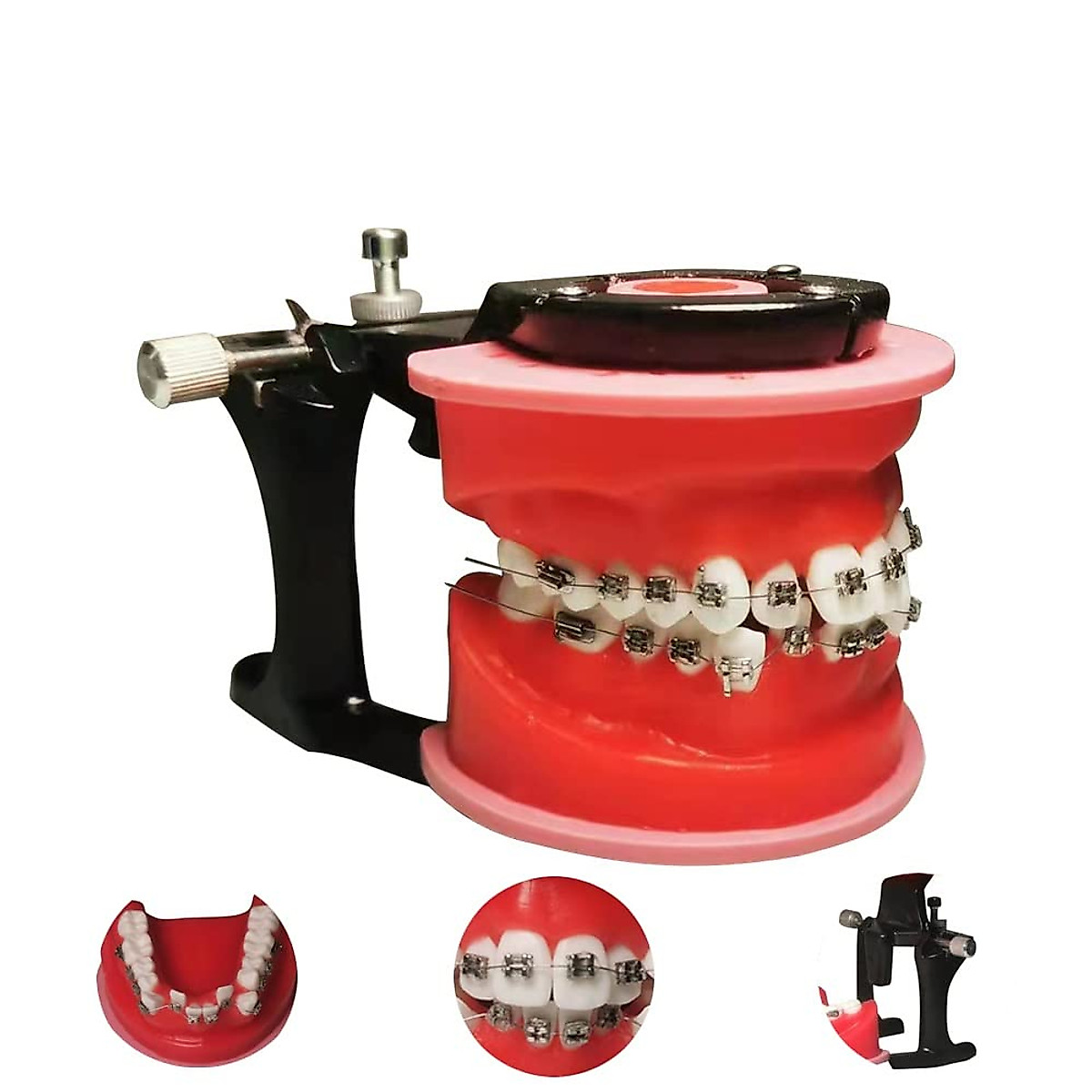 TEPTOARCH Orthodontic Practice Model Teeth Model for Training Studying Teaching Dentist Ortho Bracket Treatment Typodont Jaw Model