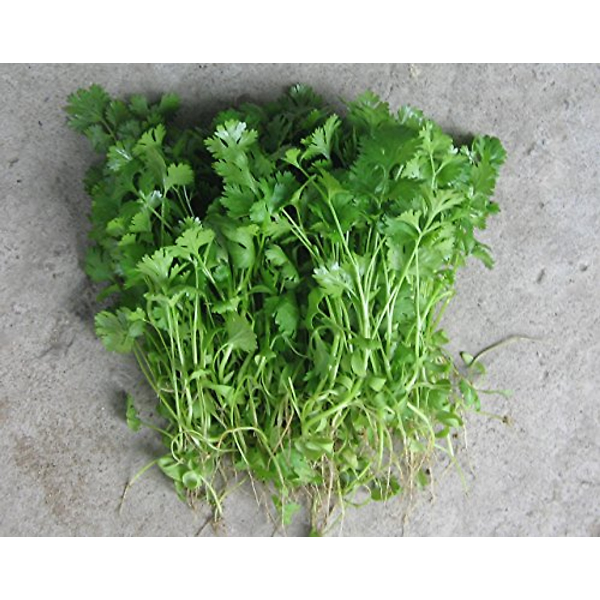 200 Premium Organic Cilantro - Chinese Parsley - Coriander - Ngo Ri Seeds by Happy Seeds & Garden