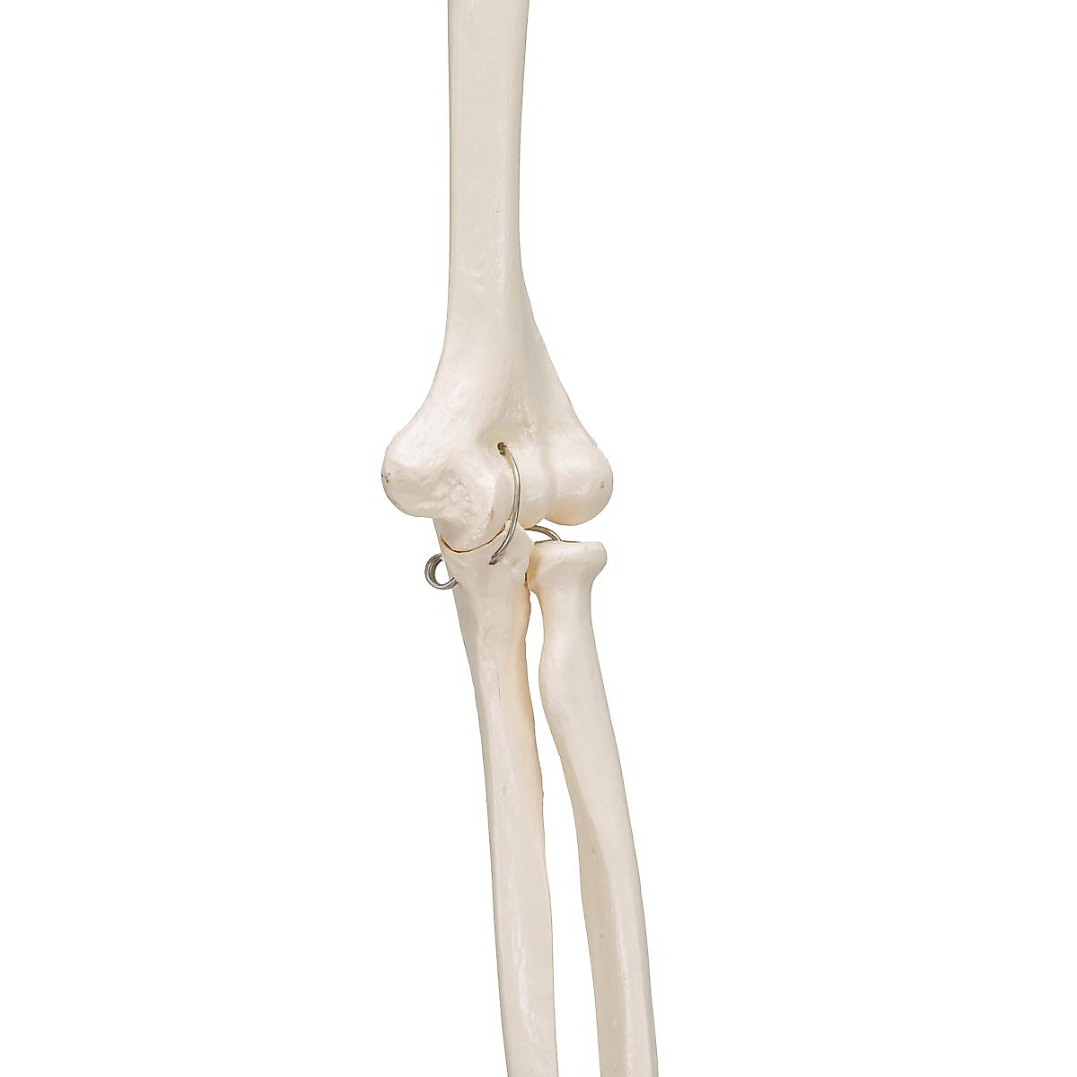 3B Scientific A45 Arm Skeleton - 3B Smart Anatomy