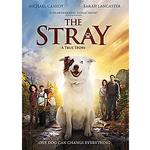 Pure Flix Entertainment DVD-The Stray