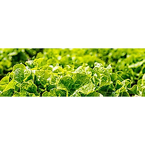 Buttercrunch Butterhead Lettuce Seeds for Planting, 1000 Heirloom Seeds Per Packet, (Isla's Garden Seeds), Non GMO Seeds, Botanical Name: Lactuca Sativa, Great Home Garden Gift