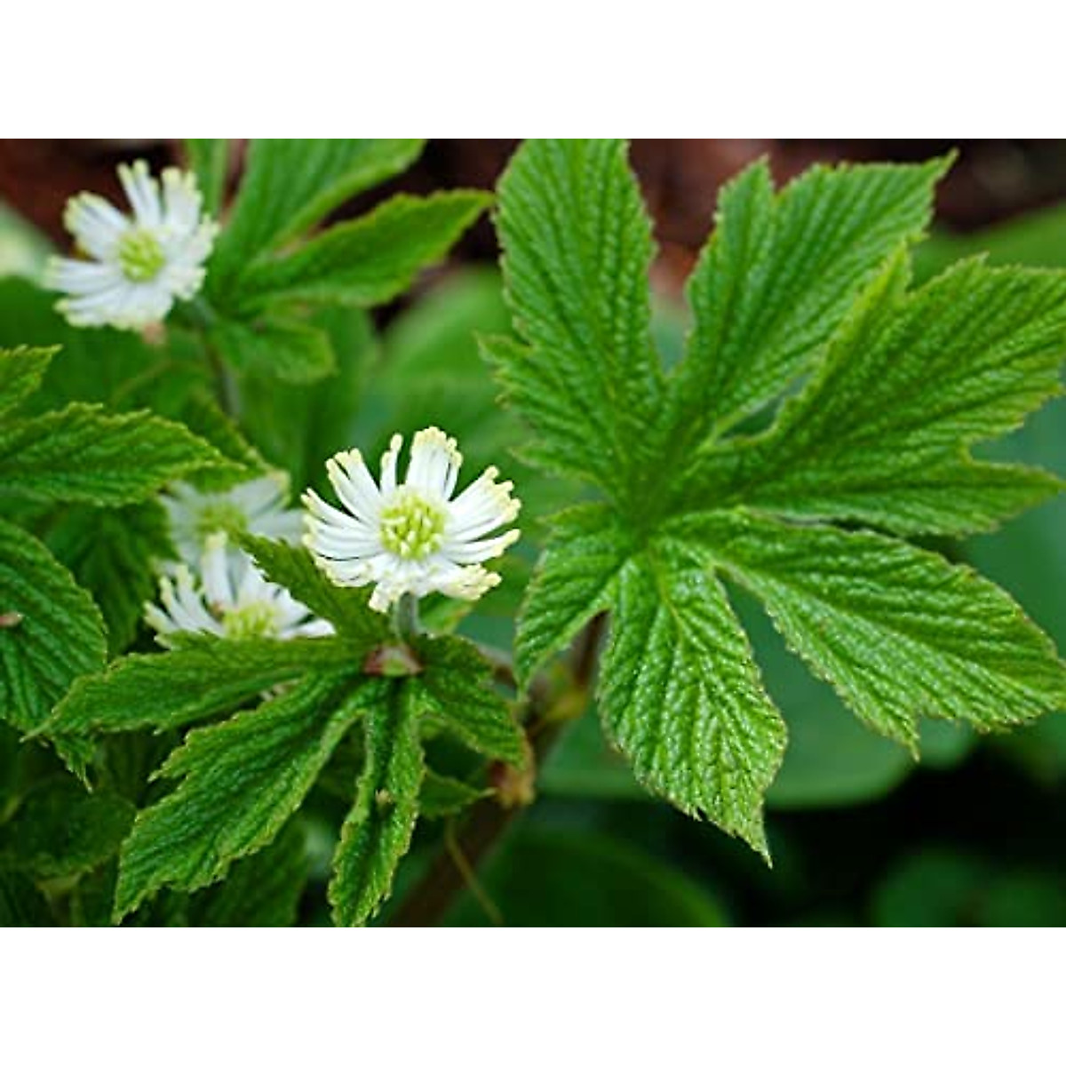 6 Goldenseal Roots Live Herb Plants Planting Ornaments Perennial Garden Simple to Grow Pots Gifts