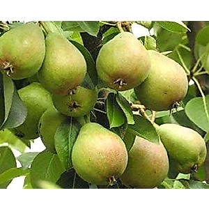 4 Fresh Stem Cuttings from Kieffer Pear Trees for Propagation - Cold Hardy