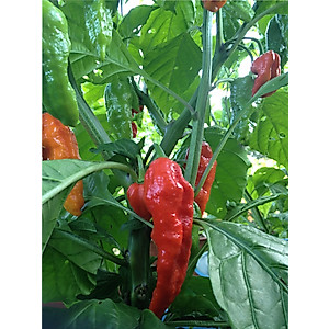 Wicked Tickle 10 Whole Ghost Pepper Dried Intact Seed Pods Plus 2 Free, Super Hot