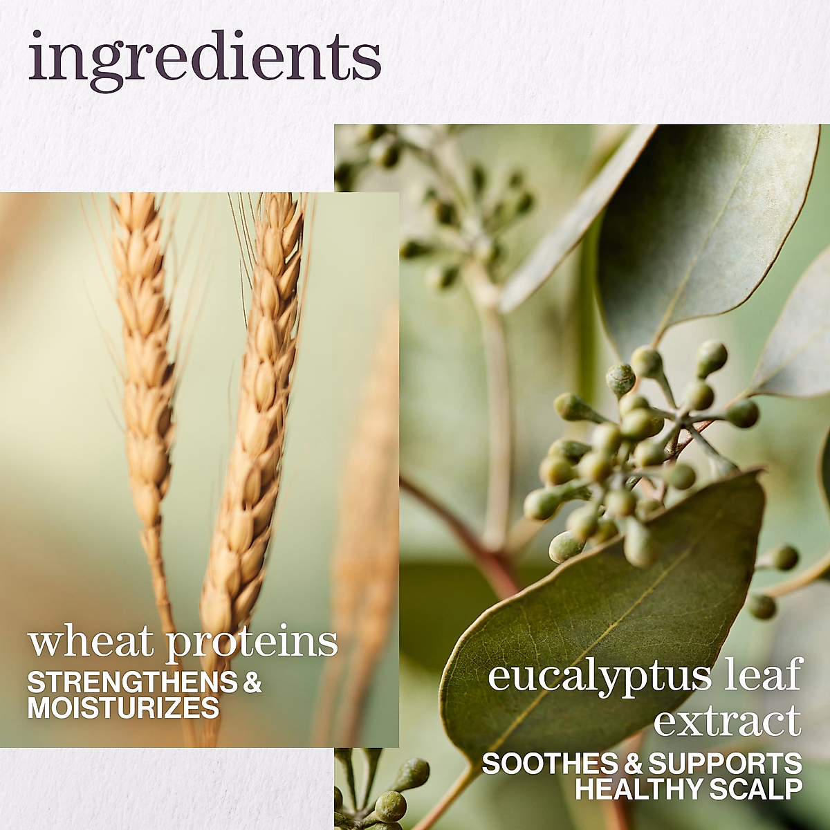 Pureology Hydrate Sheer Nourishing Shampoo | For Fine, Dry Color Treated Hair | Sulfate-Free | Silicone-Free | Vegan