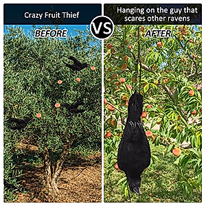 Lewtemi 2 Pcs 17 Inches Realistic Hanging Dead Crows Decoy Lifesize Black Feathered Crow Fake Black Crows for Garden Halloween Decorations