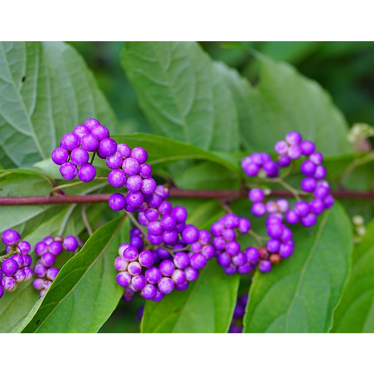 Bonsai Beauty Berry - Callicarpa Americana - 20 Seeds - Non-GMO Seeds, Shipped from Iowa. Made in USA. Fruit Bearing Bonasi