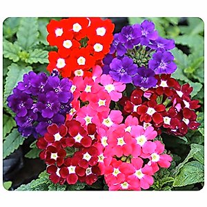 100+ Mix Moss Verbena Seeds Flower Violet Annual Garden