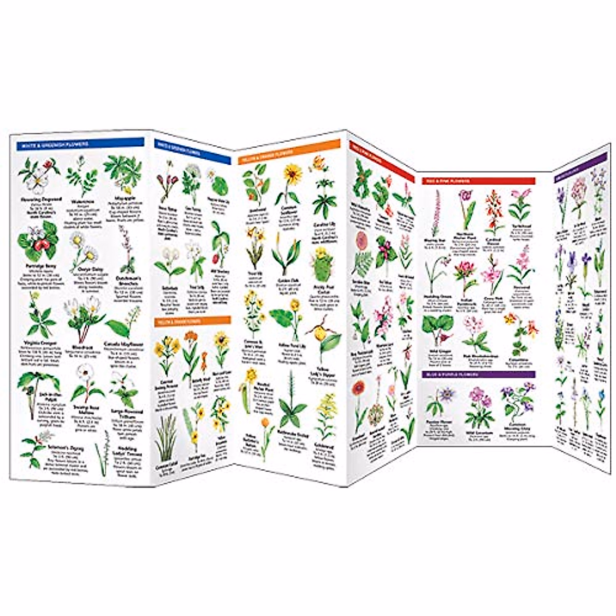 North Carolina Trees & Wildflowers: A Folding Pocket Guide to Familiar Plants (Nature Observation North America)