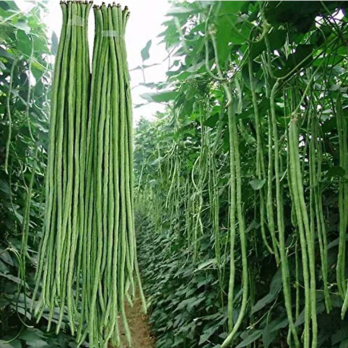 50+ Green or Red Cowpea Yard Long Bean Seeds Yardlong Beans Heirloom Non-GMO Vegetable