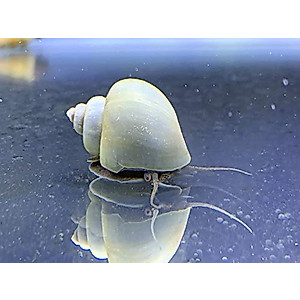 Shore Aquatic LLC Mystery Snail Blue 3PK (Pomacea Bridgesii) Mix Colored Pack with Java Moss - Live Freshwater Snails Insulated Priority Mail