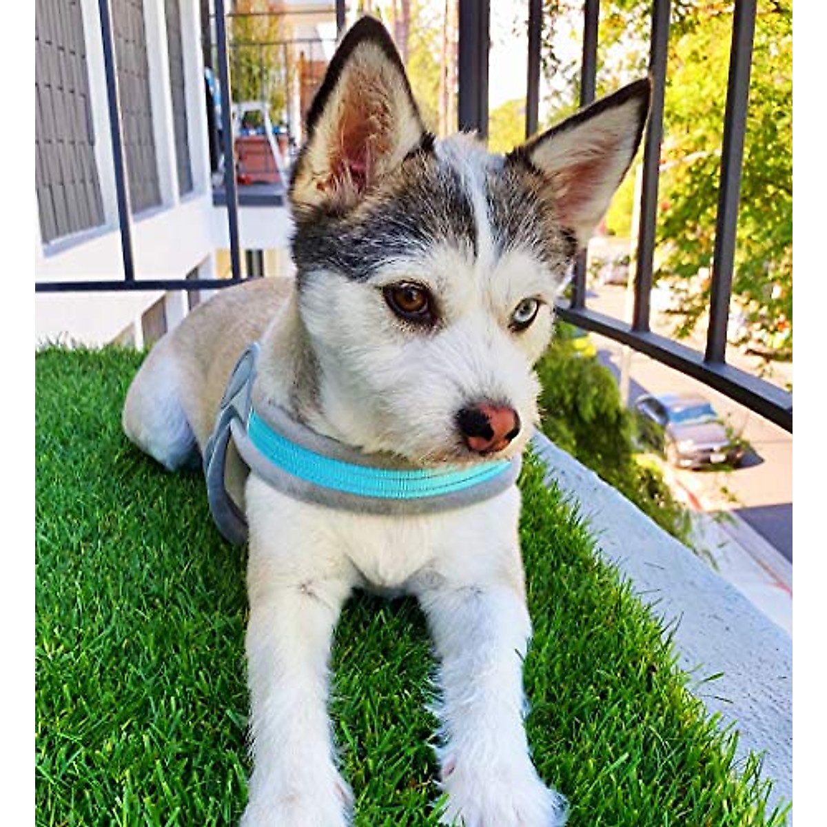 Fresh Patch XL - Real Grass Pee and Potty Training Pad for Large Dogs and Multi-Dog Households - Indoor and Outdoor Use - 48 Inches x 24 Inches