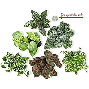 Altman Plants Live Houseplants (6PK), Indoor Plants for Delivery Prime, Live Plants and Gardening Gifts for Plant Lovers, Planters for Indoor Plants with Potting Soil, Live House Plants Indoors Live