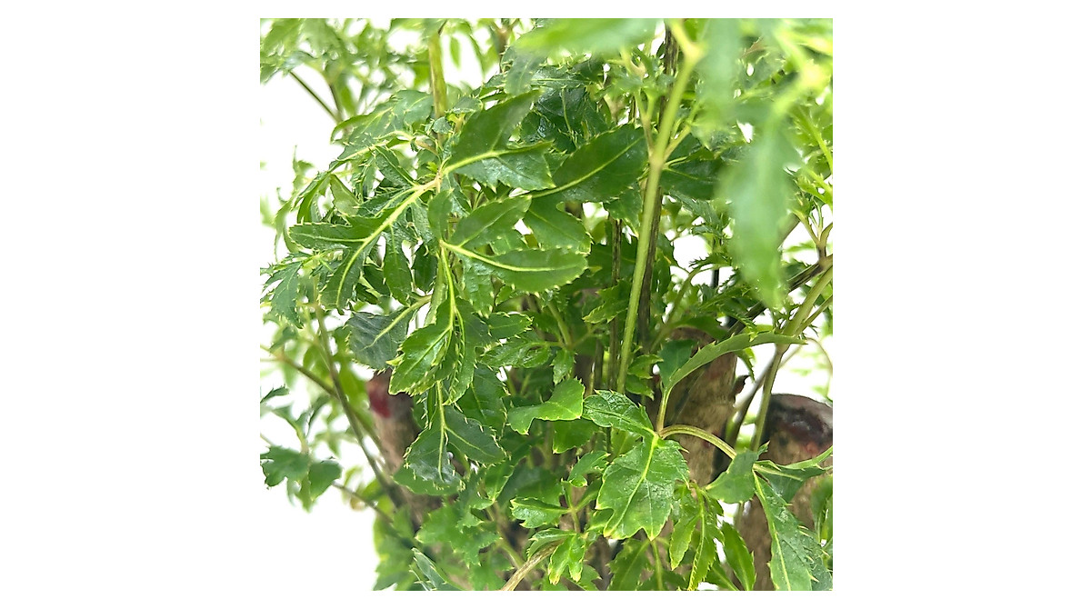BubbleBlooms Aralia Ming Stump Plant - Easy Care Indoor Shrub