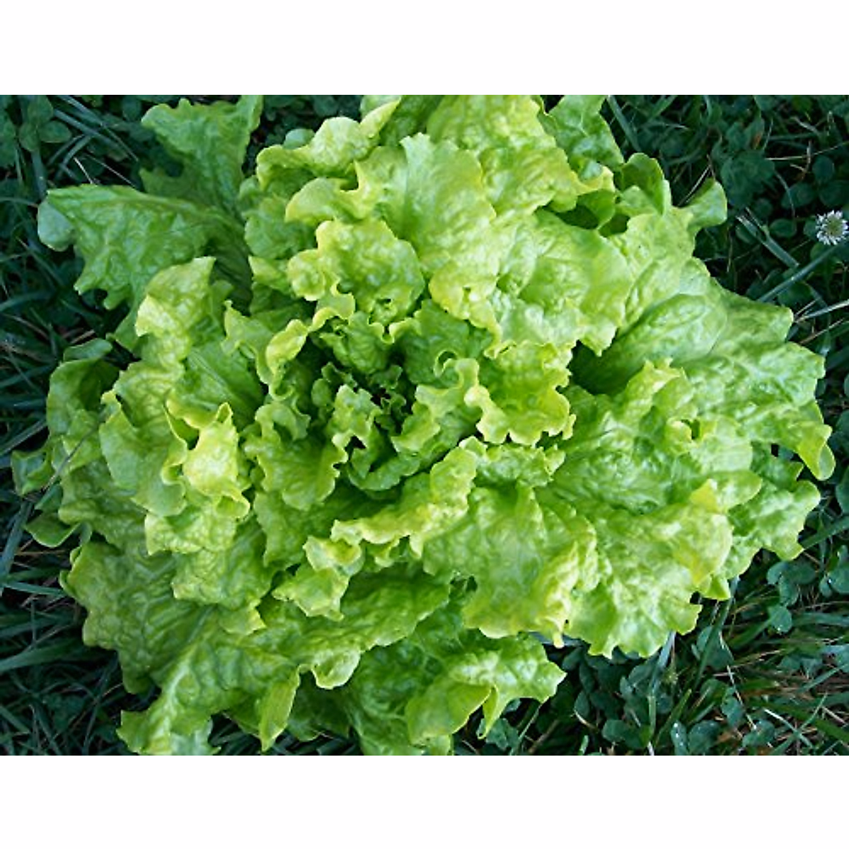 3500 Black seeded Simpson Lettuce Seeds for Planting 7+ Grams Non GMO Heirloom Garden Vegetable Survival Baby Greens Bulk