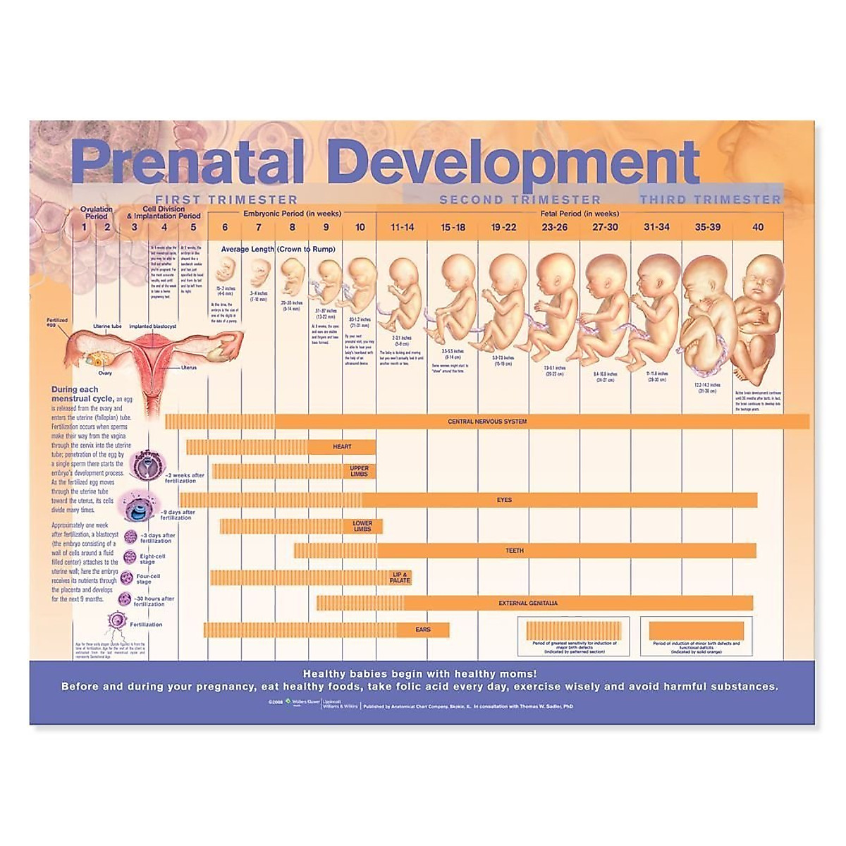 Prenatal Development Anatomical Chart