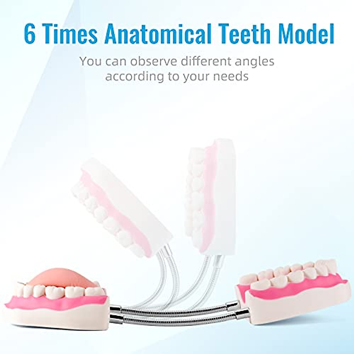 Annhua Large Anatonmical Teeth Model 6 Times Dental Hygiene Teeth Models, Dentist Teaching Oral Care Model with Detachable Tongue and Denture Toothbrush