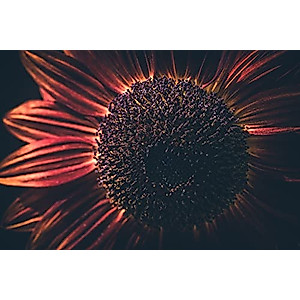 Velvet Queen Mix Sunflower Seeds for Planting, 50+ Seeds Per Packet, (Isla's Garden Seeds), Non GMO & Heirloom Seeds, Scientific Name: Helianthus annuus, Great Home Garden Gift