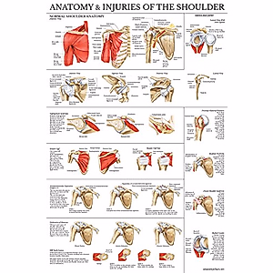 Palace Learning LAMINATED Anatomy and Injuries of the Shoulder Poster - Shoulder Joint Anatomical Chart