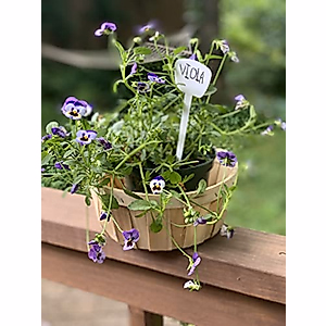 Bert's Garden Shallow Basket, Produce Baskets, Natural Wooden Baskets with 6 inch Saucer to Use as Planter, Make Gift Baskets 2 Pack(7" Shallow Basket)