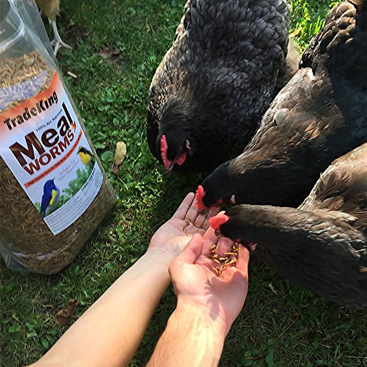 TradeKing 5 lb Dried Mealworms - High Protein Treat for Wild Birds, Chicken, Fish & Reptiles