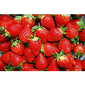 200+ Red Climbing Strawberry Seeds for Planting - Easy to Grow Everbearing Garden Fruit Seeds - Ships from Iowa, USA