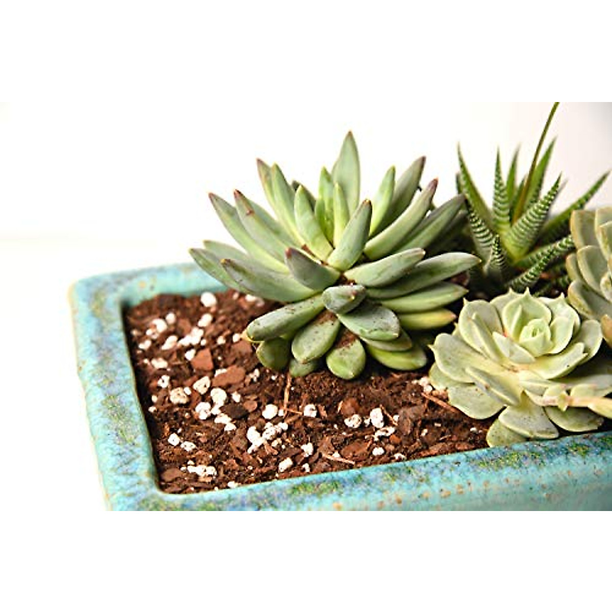 All Natural Succulent and Cactus Soil Mix by Perfect Plants | Made in The USA | 4 Quarts for All Succulent Varieties | Formulated for Proper Drainage