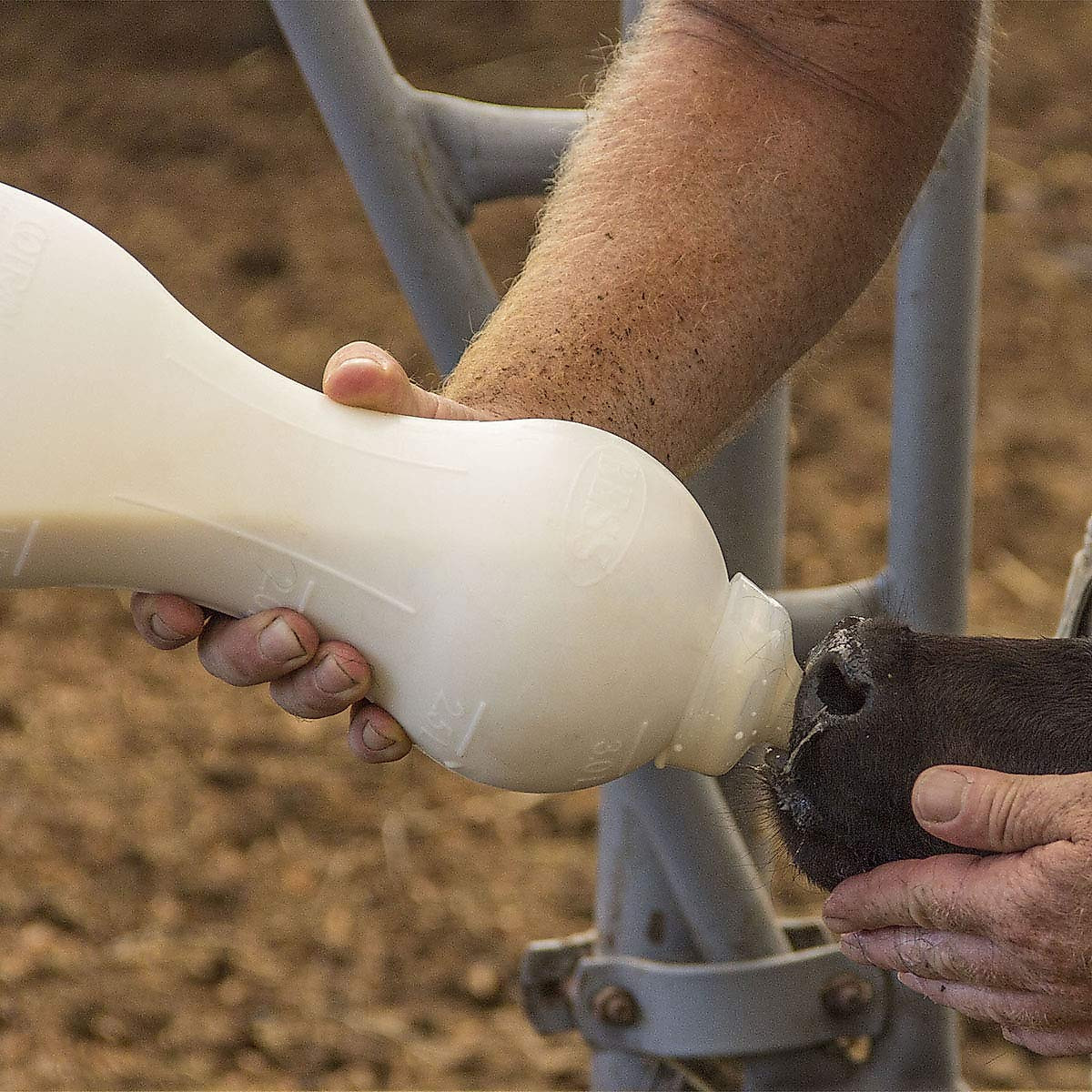 BESS Calf 2qt Nursing Feeding Bottle: Leak-Free, Non-Collapsing, with Clear Screw-on Nipple