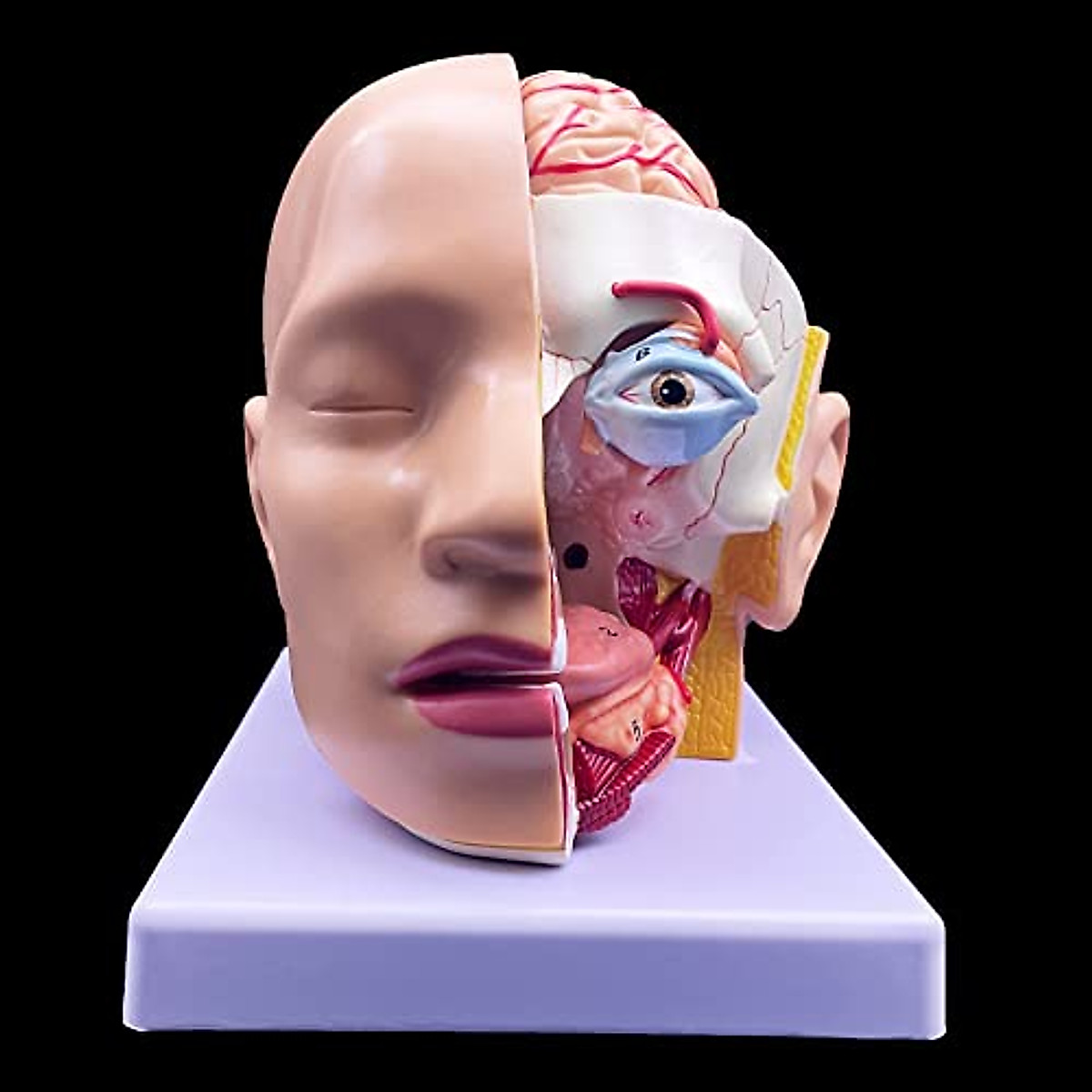 XINDAM Human Head Anatomical Model 4-Part Life-Size Head Brain Cross Section Anatomy for Science Classroom Education Study Teaching Display