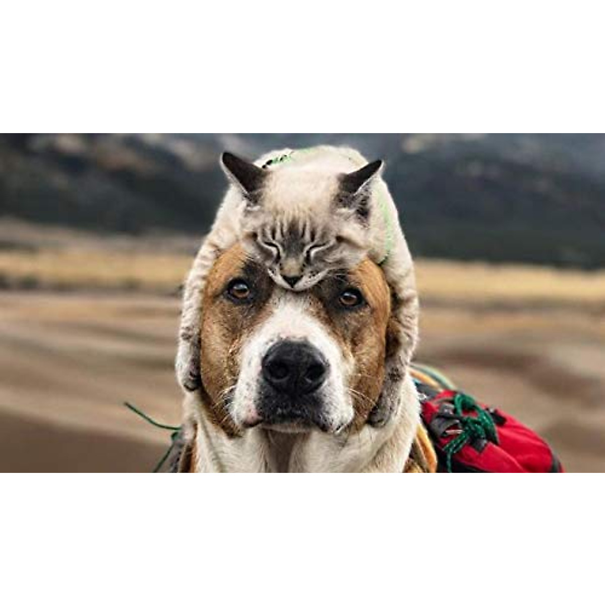 cat Dry Skin Relief - Pets Ultra Vitamins - for Dogs and Cats - Immune Health - Hair and Coat Benefits - cat Vitamin b Supplement - 180 Treats (2 Bottles)