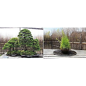 Yamamoto's Organic Concentrated Bonsai Fertilizer - Japan's Favorite - 8oz - No Harsh Chemicals