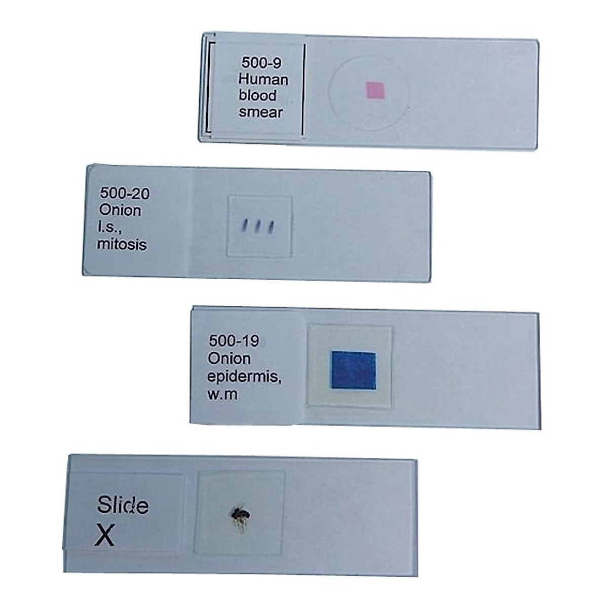 United Scientific Supplies 500-20 "Onion Root Tip Mitosis" Prepared Microscope Slide
