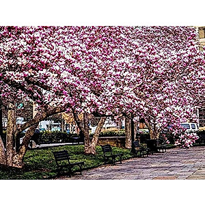 Jane Magnolia Tree - Live Plant/Shrub/Bush - 6-12" Tall Seedling - 2.5" Pot - Ships Potted