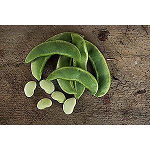David's Garden Seeds Bean Lima Pole King of The Garden 6789 (White) 25 Non-GMO, Heirloom Seeds
