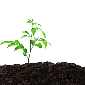 Old Potters Organic Compost - Plant Based Potting Soil - Home, Garden Organic Fertilizer - Complete Food for Plants - Boosts Plant Growth - Use for Indoor and Outdoor Farming ~15 lbs, (12 Quarts)