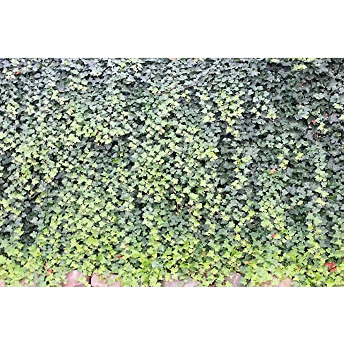 Hedera Helix Seeds English Ivy Vine 50 Seeds