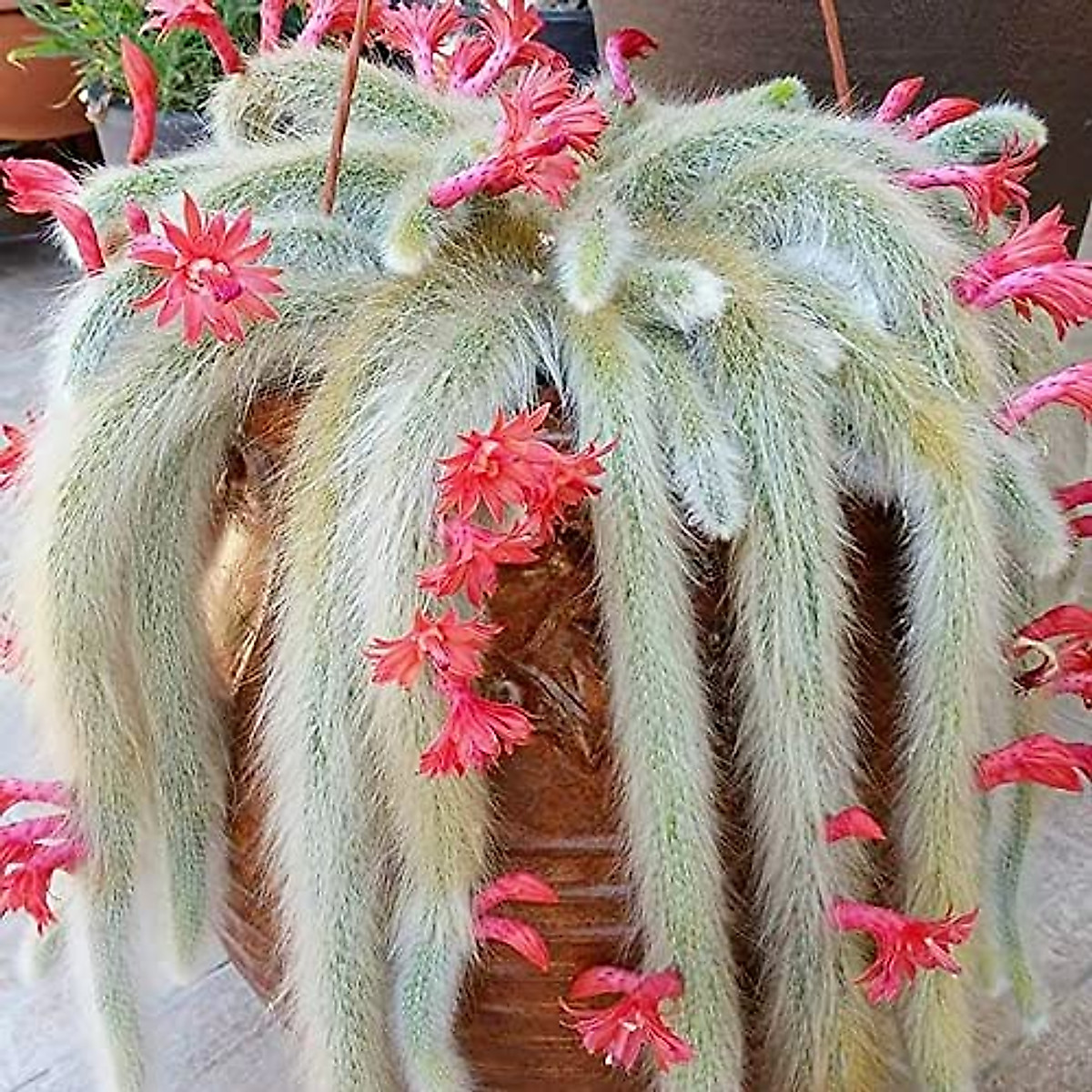 YEGAOL Garden 20Pcs Hildewintera Colademononis Seeds Soft Monkey Tail Cactus Seeds Ornamental Drought Tolerant Non-GMO Outdoor Indoor Potted Bonsai Decor Plant