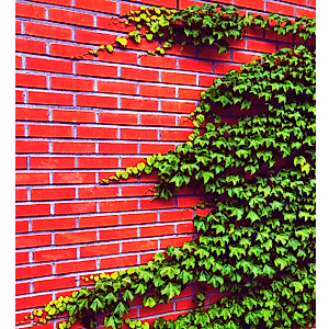 50 Boston Ivy Seeds for Planting - Easy to Grow Ivy Vine - Ships from Iowa, USA