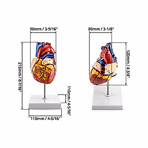 QWORK Human Heart Model, Anatomically Accurate Numbered 2-Part Life Size Heart Medical Model with 34 Anatomical Structures, Held Together with Magnets on Base